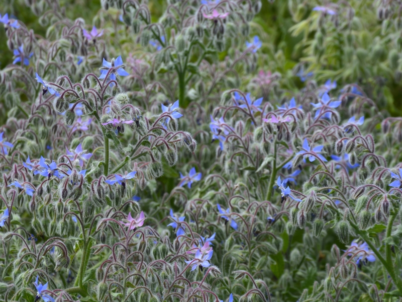 Borago officinalis (Bernagie) - Borago officinalis